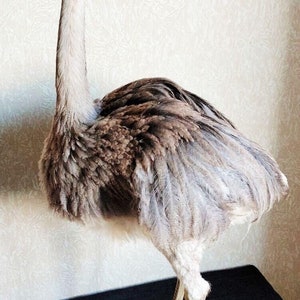 Museum Quality Ostrich Taxidermy Mount - Etsy