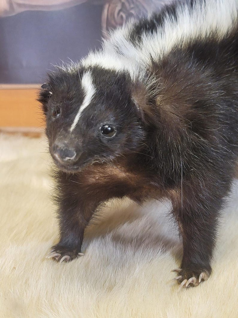 FHSKU305- Skunk Taxidermy Mount - Etsy