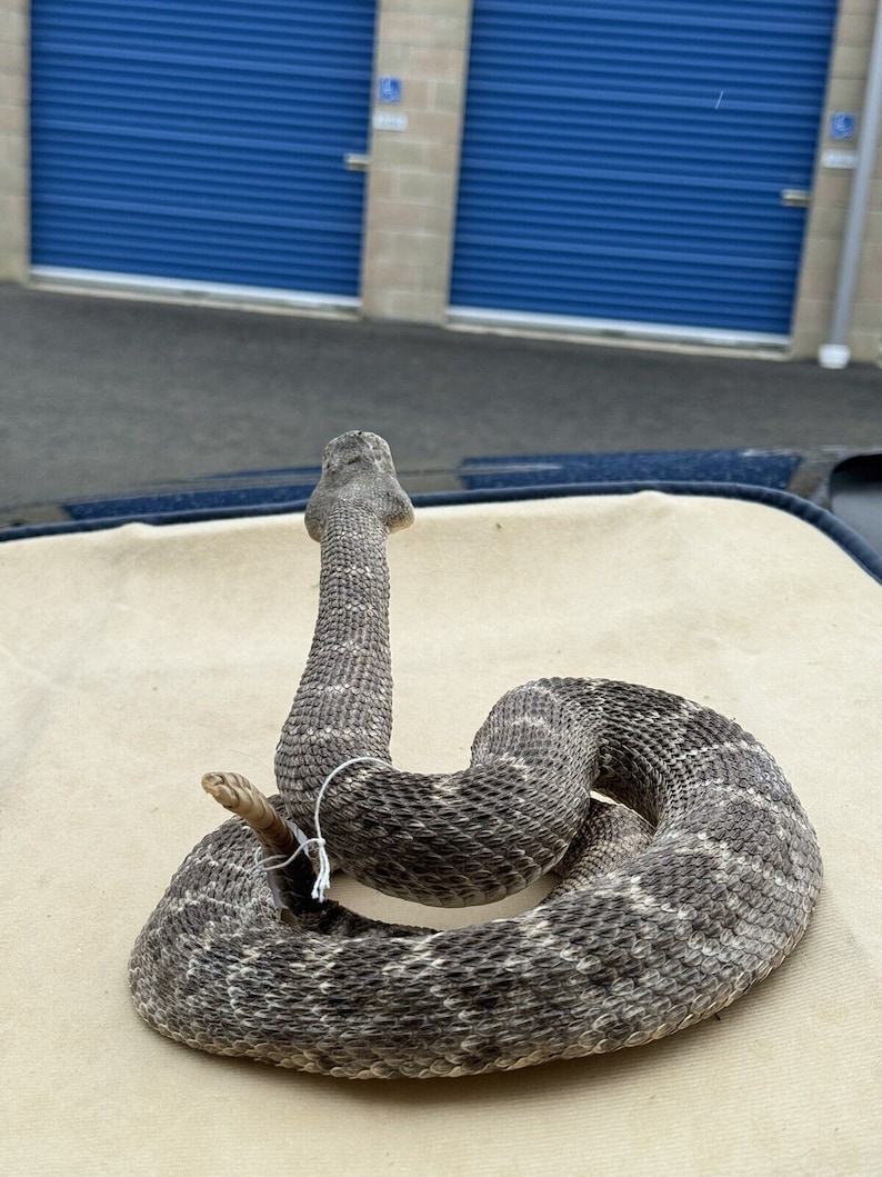 Large Real Rattle Snake Taxidermy Mount - Etsy