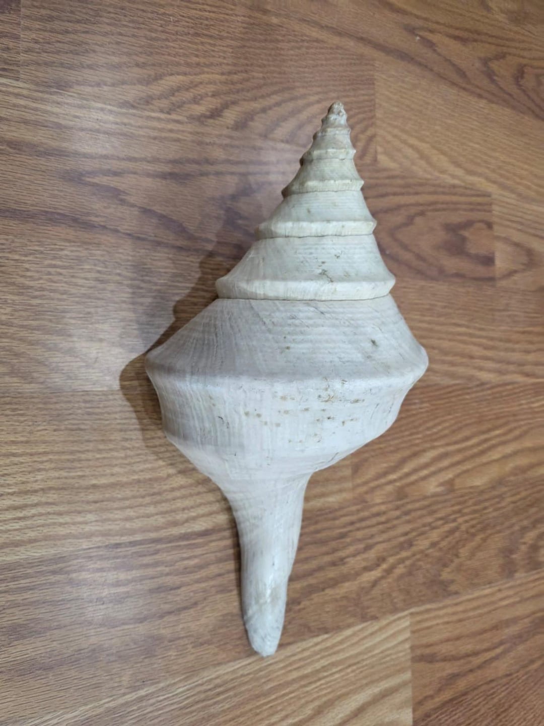 Jtvsh1-rare Australian Trumpet Conch Seashell 16" Inches - Etsy
