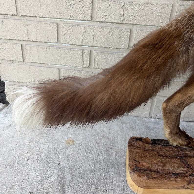 Taxidermy Red Fox full Body on Pine Log - Etsy