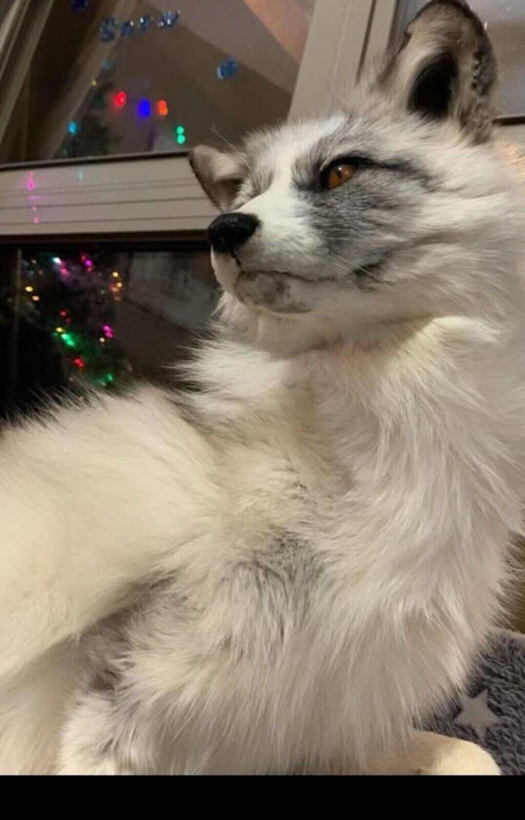 Stunning Real Fox Fluffly White Fur Posable - Etsy