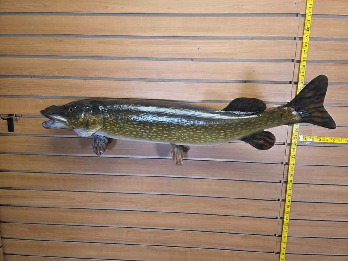 FHCM59 -38" Northern Pike Real Skin Fish Taxidermy - Etsy