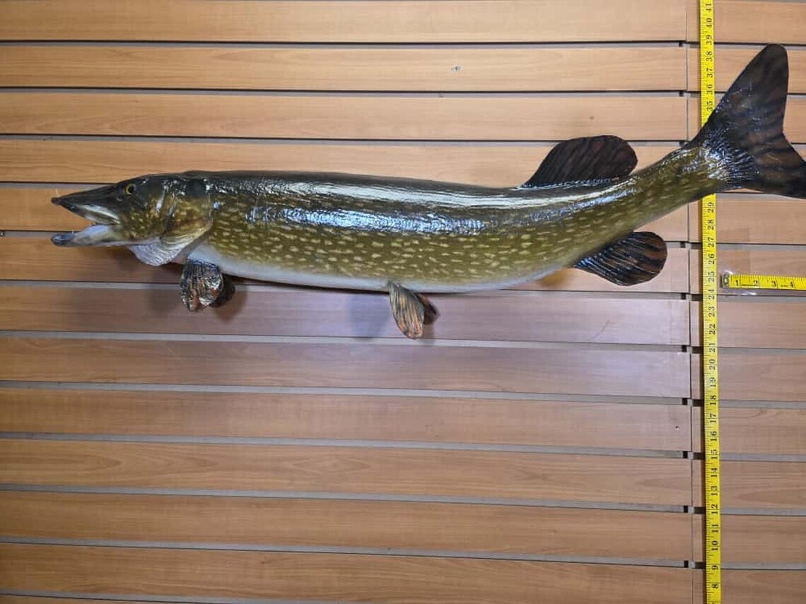 FHCM59 -38" Northern Pike Real Skin Fish Taxidermy - Etsy