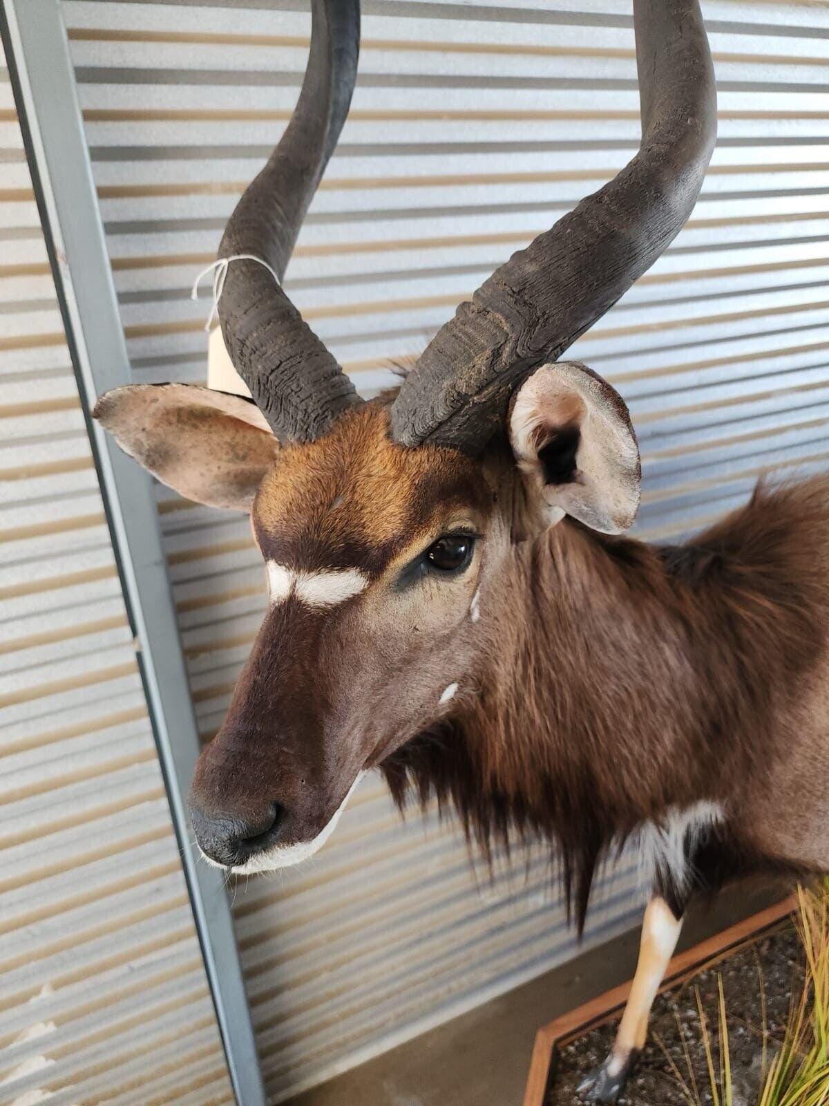 Nyala Full Size Taxidermy Mount African Nyala Full Body Taxidermy Mount ...