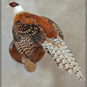 Pheasant Taxidermy Mount Bird Gamebird Feathers Exotic by Wildlife-artist - Etsy