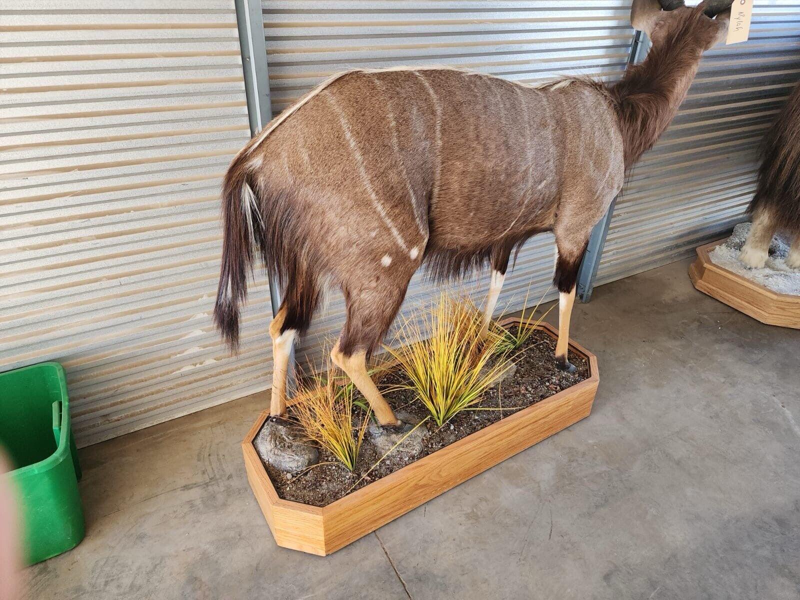 Nyala Full Size Taxidermy Mount African Nyala Full Body Taxidermy Mount ...