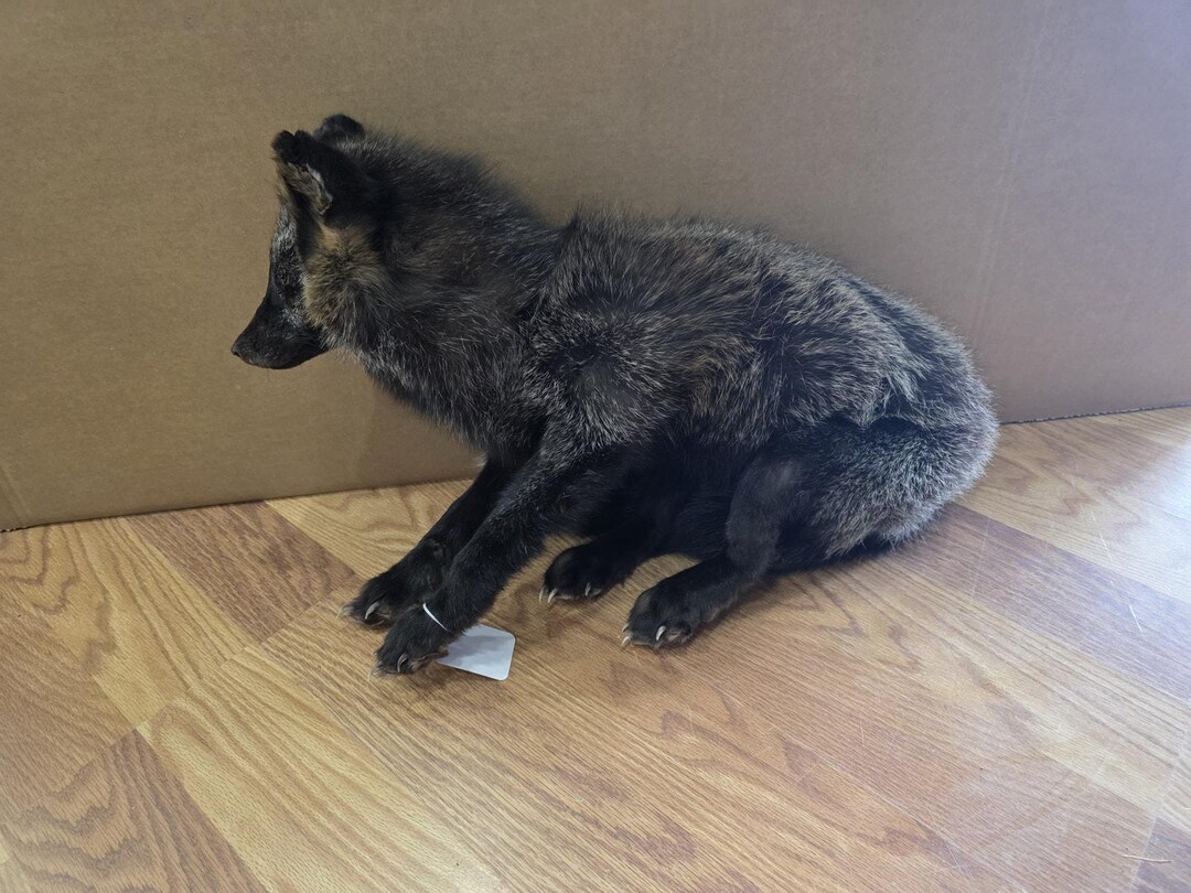 Fh2225 - Soft Mount Posable – Flexible Taxidermy Mount | Realistic ...