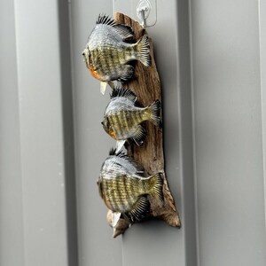 Real Skin Beautiful Sunfish Fish Taxidermy Wall Mount - Etsy