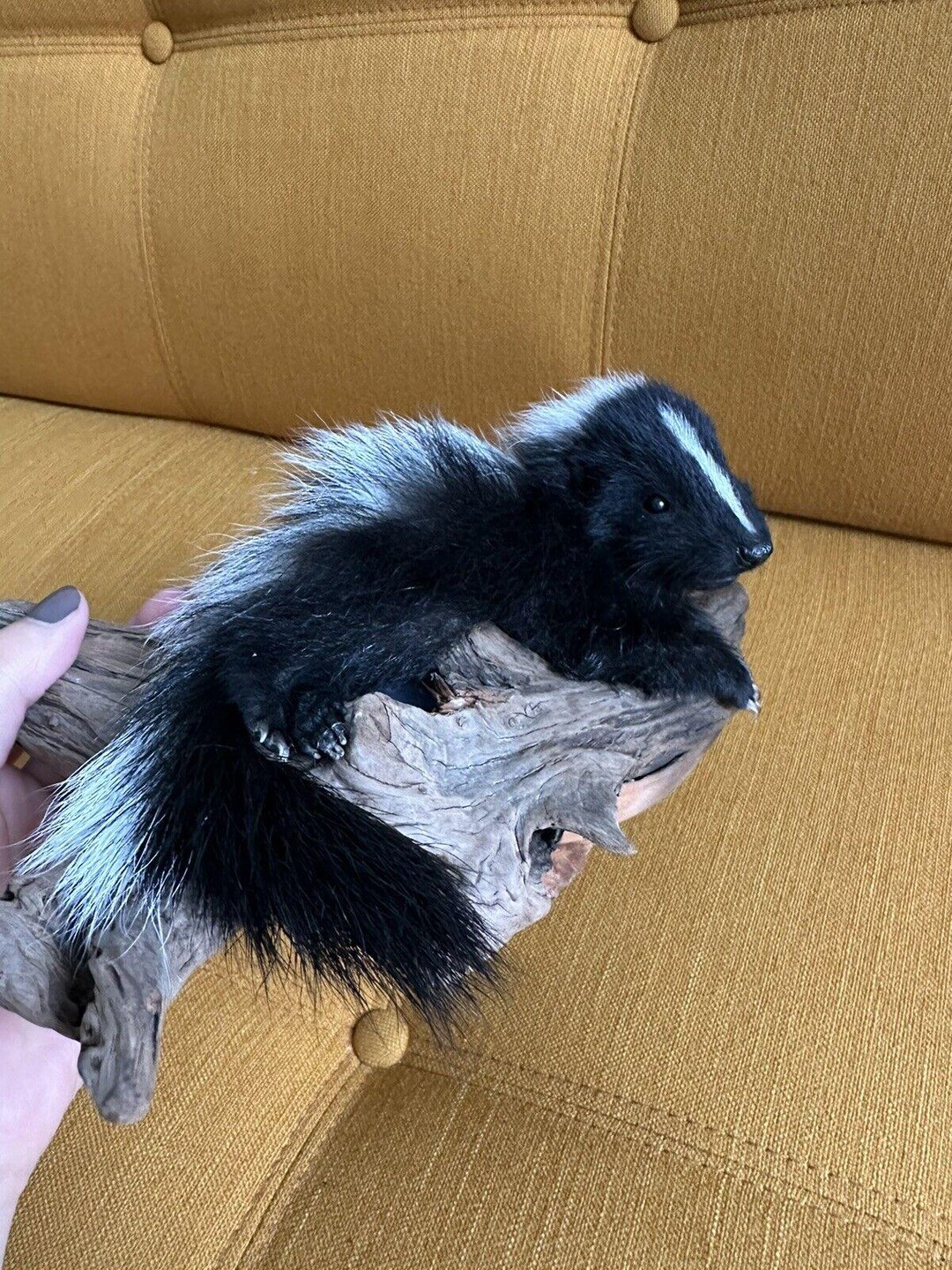 Skunk Baby Taxidermy Mount SK8 - Etsy