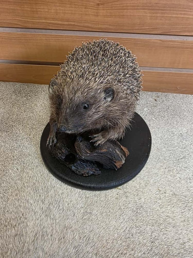 FHAB8 - Hedgehog Full Mount - Etsy