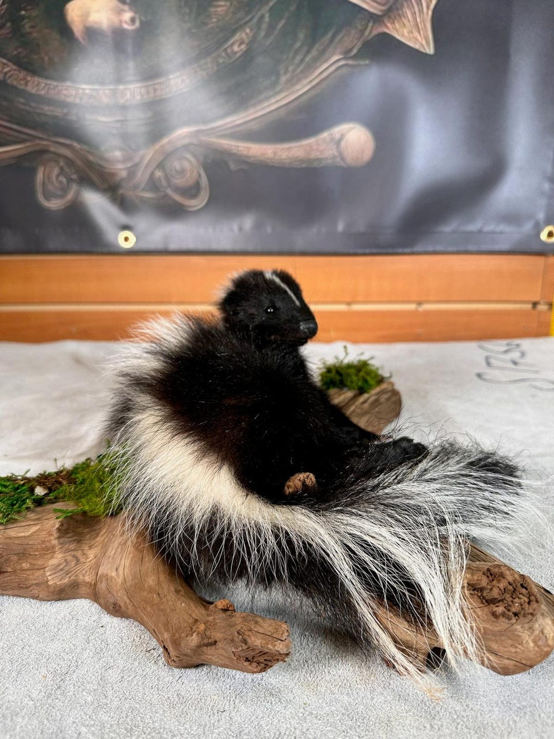 FHSKU33- Baby Skunk Taxidermy Mount - Etsy