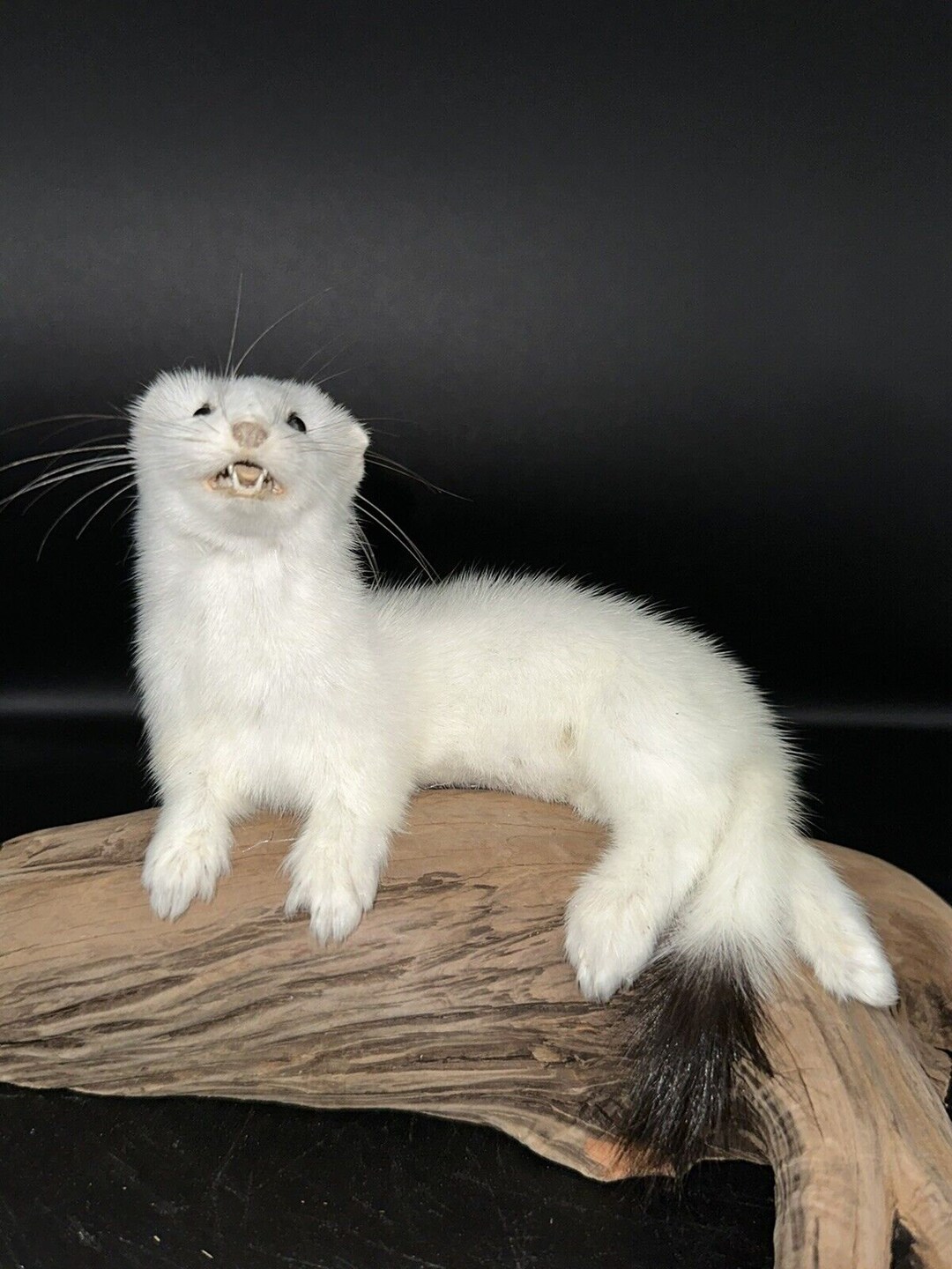 Beautiful Adorable Weasel Ermine Small Animal Taxidermy Mount Art ...