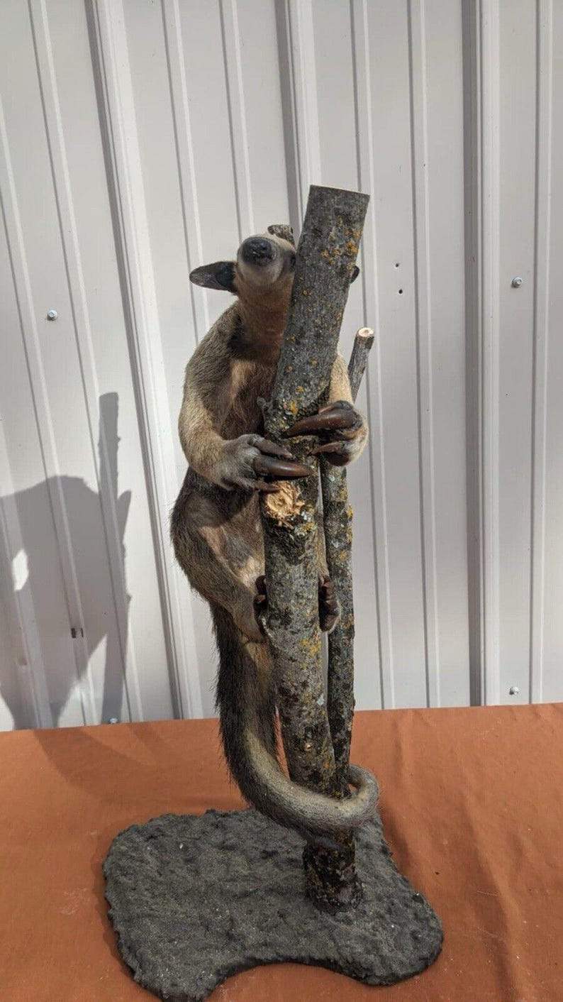 Tamandua / Ant Eater Full Body Mount Taxidermy - Etsy