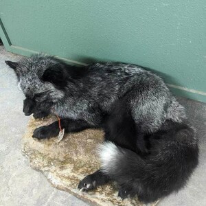 Stunning Real Cross FOX Mount Taxidermy Brand New - Etsy