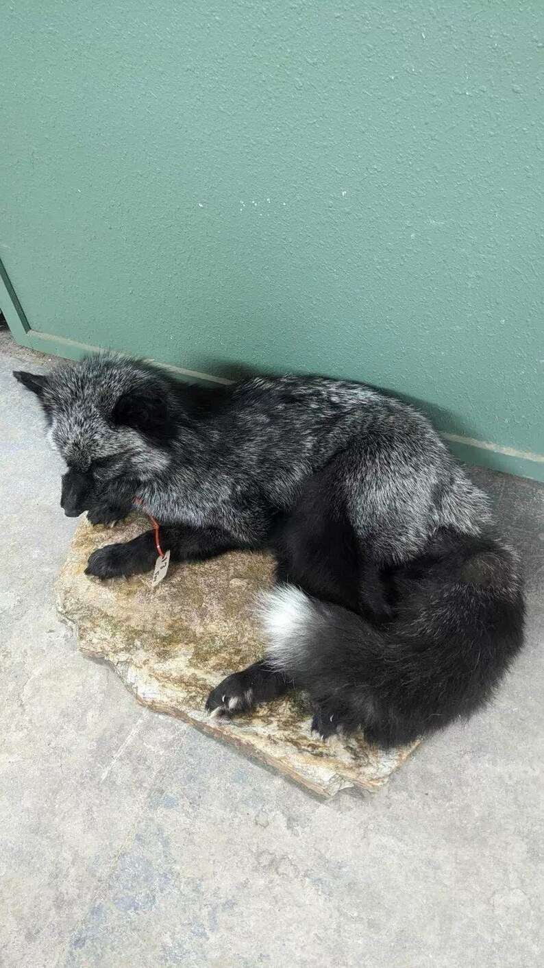 Stunning Real Cross FOX Mount Taxidermy Brand New - Etsy