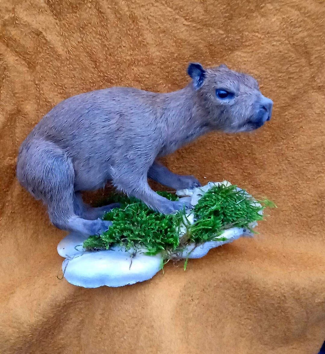 Capybara Full Body Mount Taxidermy - Etsy