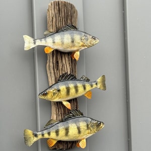 Beautiful Perch Fish Taxidermy Wall Mount Art Wildlife - Etsy