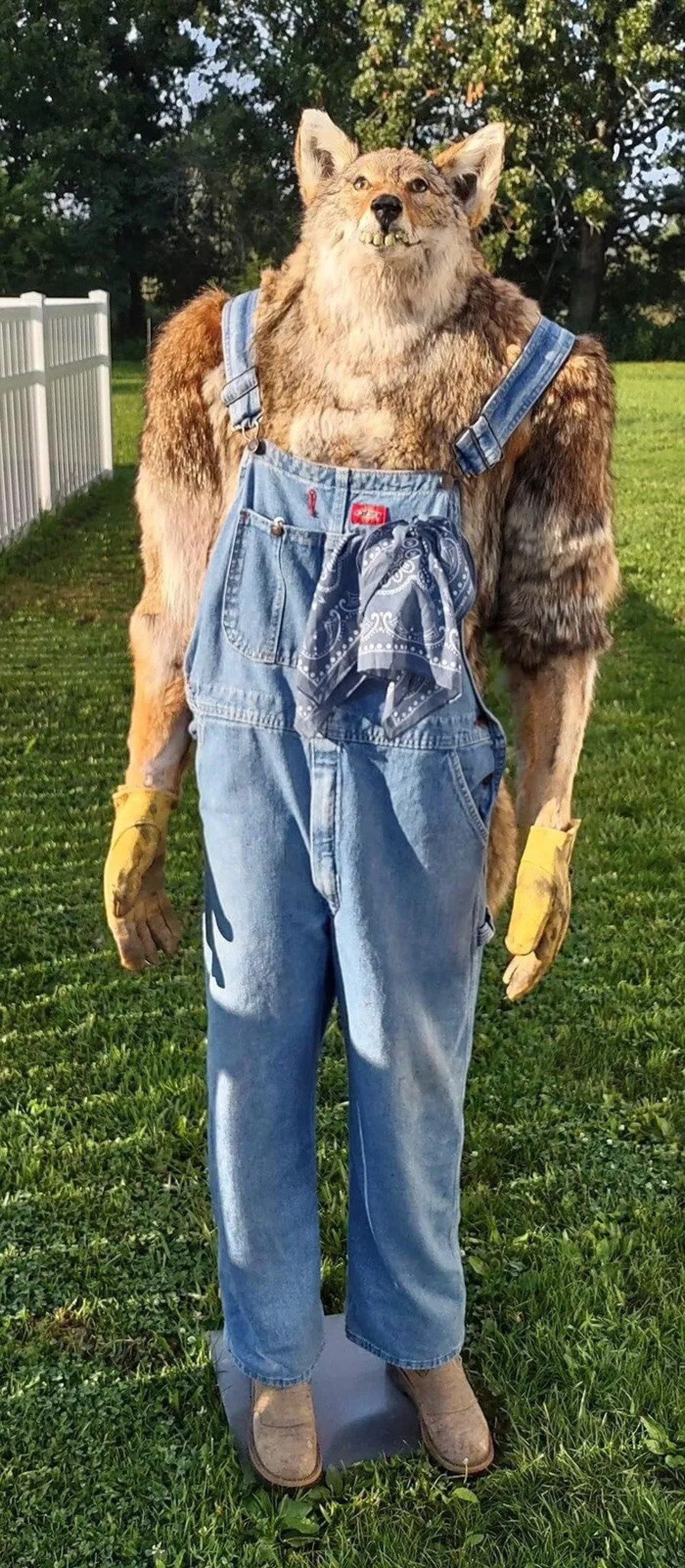 Smile-lee Coyote full Body Taxidermy Mount - Etsy