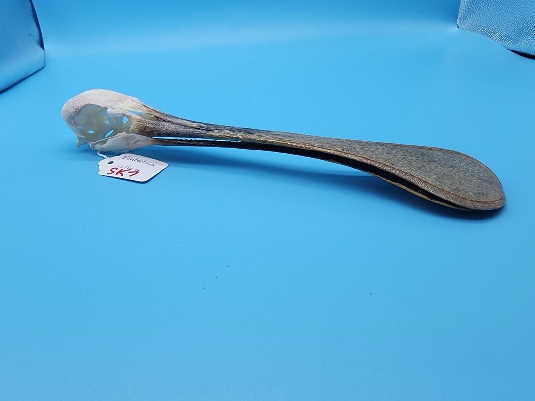 Real African Spoonbill Bird Skull Taxidermy Sk7 - Etsy