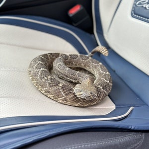 Large Real Rattle Snake Taxidermy Mount - Etsy