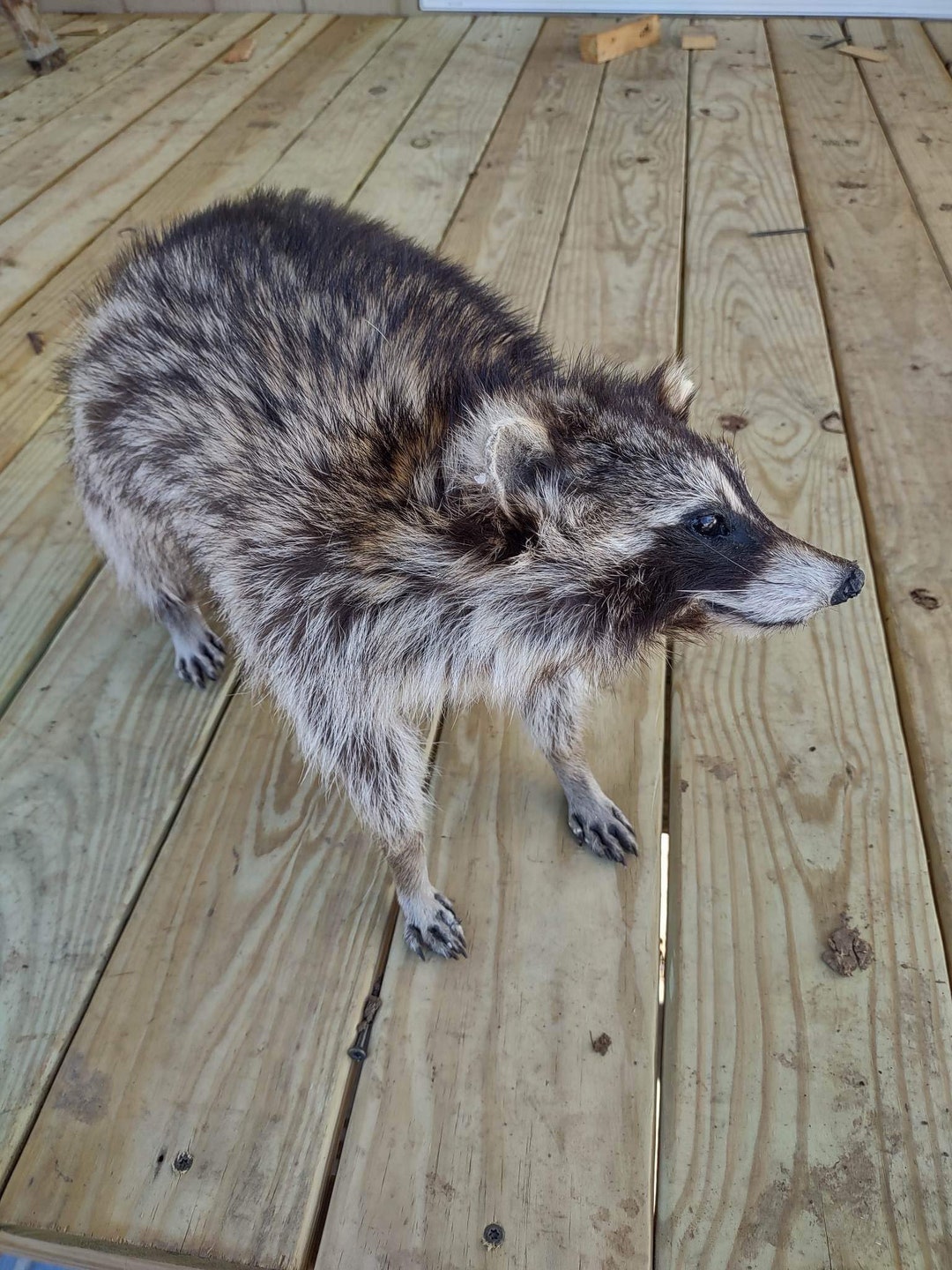 Cute Raccoon Taxidermy Mount - Etsy