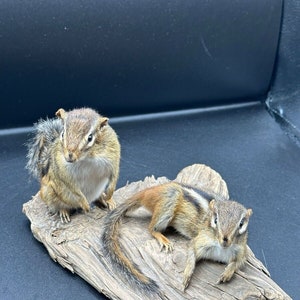 Beautiful Adorable Chipmunk Small Animal Taxidermy Mount Art Wildlife ...
