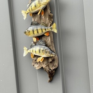 Beautiful Perch Fish Taxidermy Wall Mount Art Wildlife - Etsy