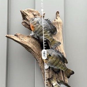 Real Skin Beautiful Sunfish Fish Taxidermy Wall Mount - Etsy