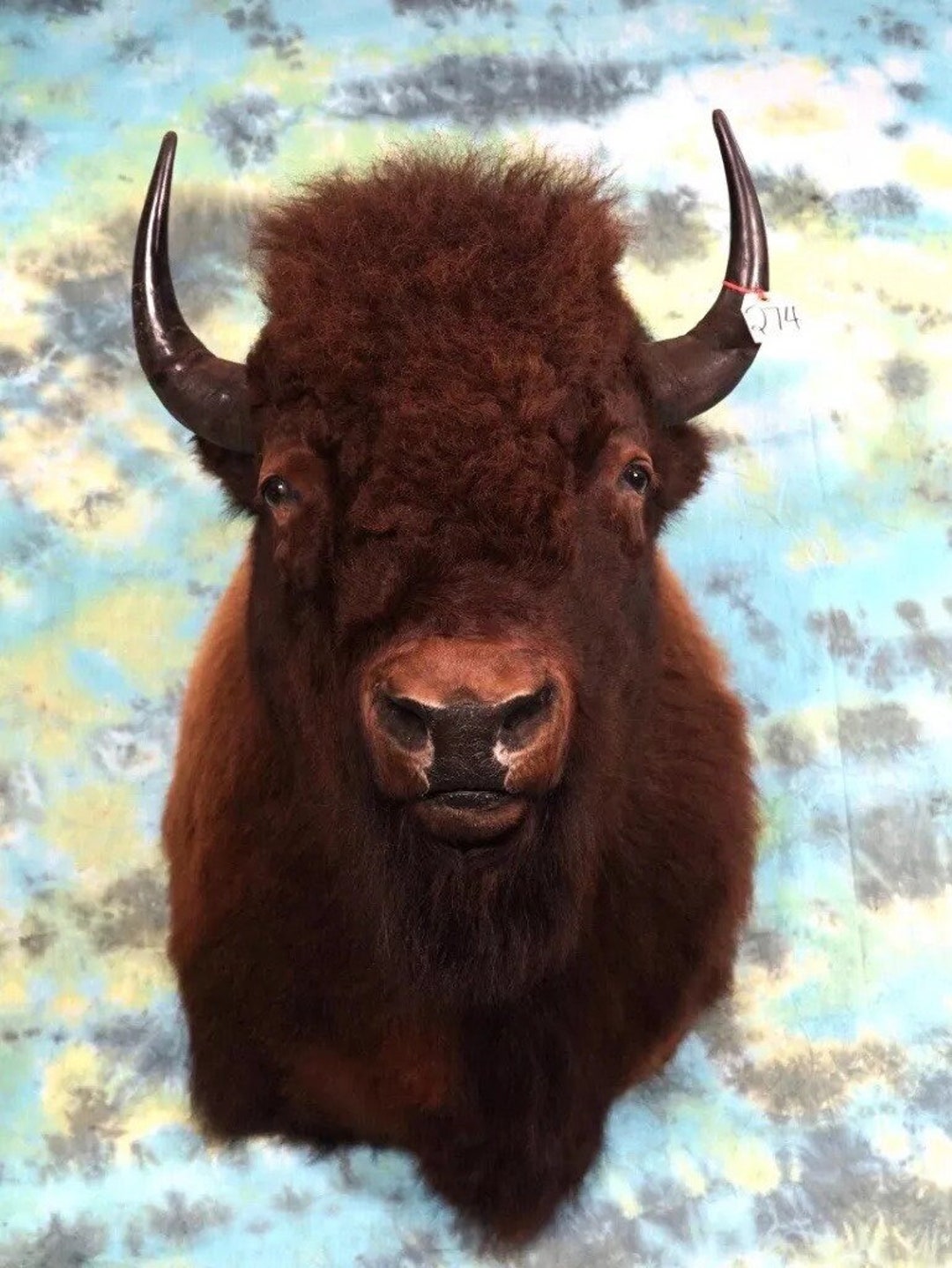 Real Buffalo / Bison Shoulder Taxidermy Mount New - Etsy