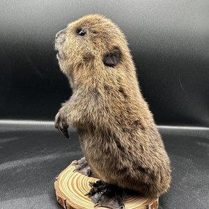 Beautiful Adorable Baby Beaver Kit Taxidermy Mount Art Wildlife 12B - Etsy
