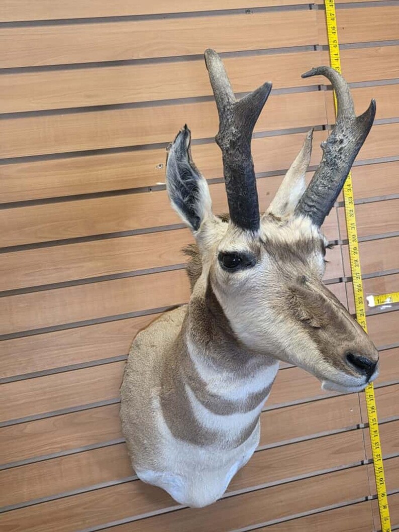 FHCM49 - Pronghorn Antelope Shoulder Mount Taxidermy - Etsy