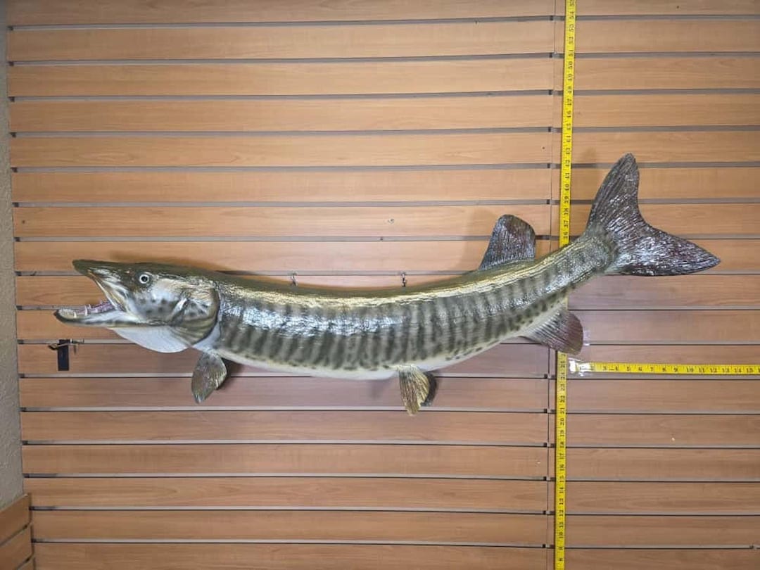 FHCM58 - Real Skin 51” Muskie Fish Taxidermy Wall Mount - Etsy