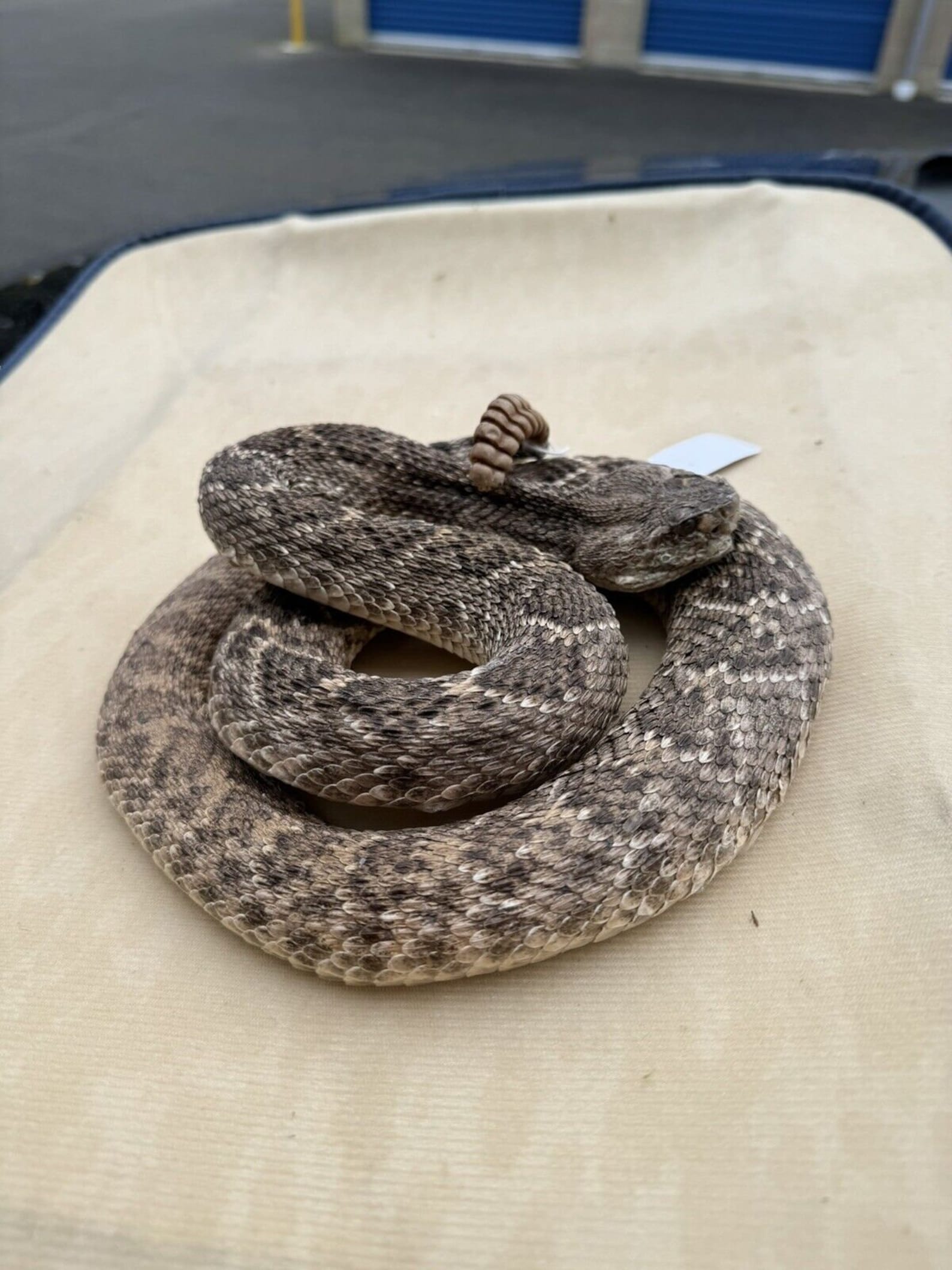 Large Real Rattle Snake Taxidermy Mount - Etsy