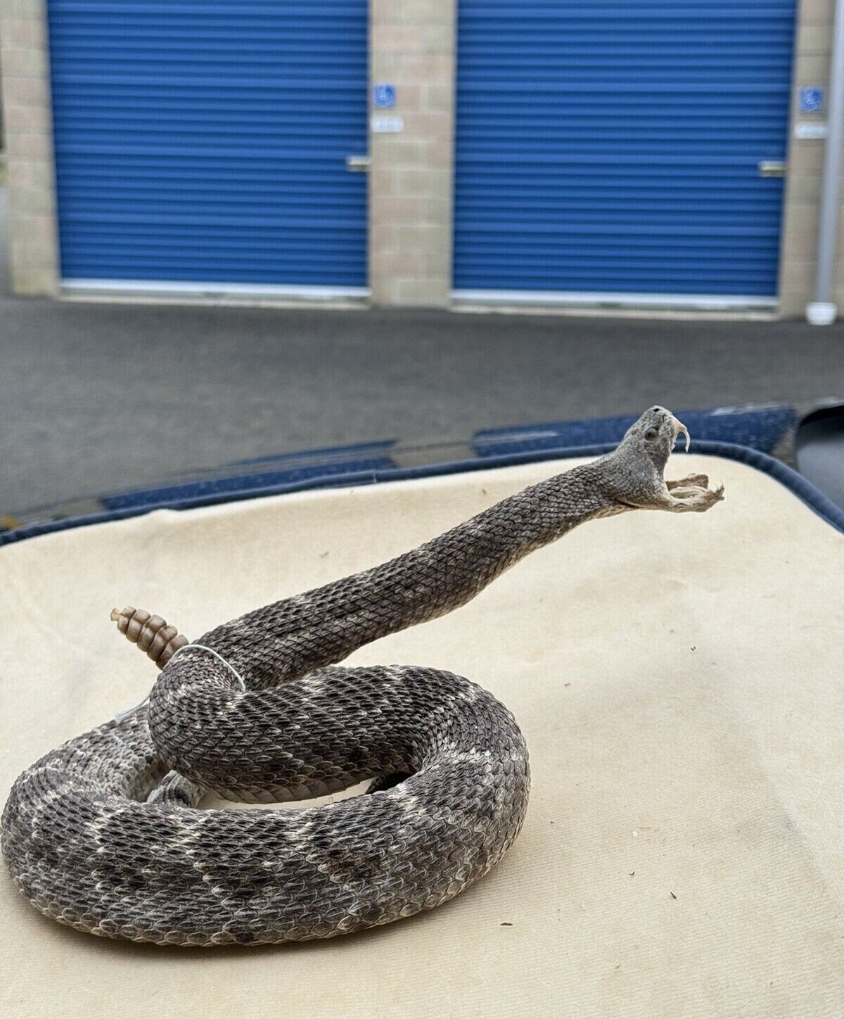 Large Real Rattle Snake Taxidermy Mount - Etsy