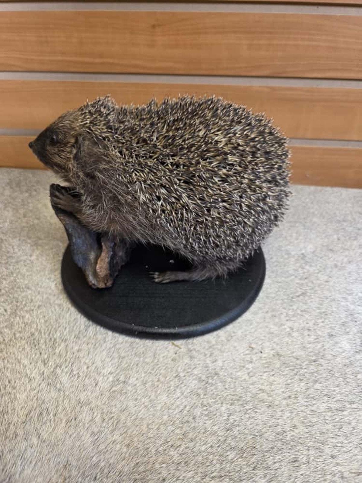FHAB8 - Hedgehog Full Mount - Etsy