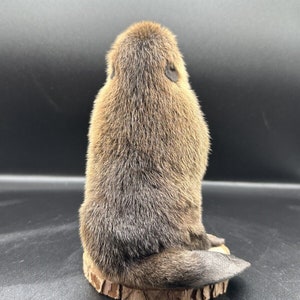 Beautiful Adorable Baby Beaver Kit Taxidermy Mount Art Wildlife 12B - Etsy