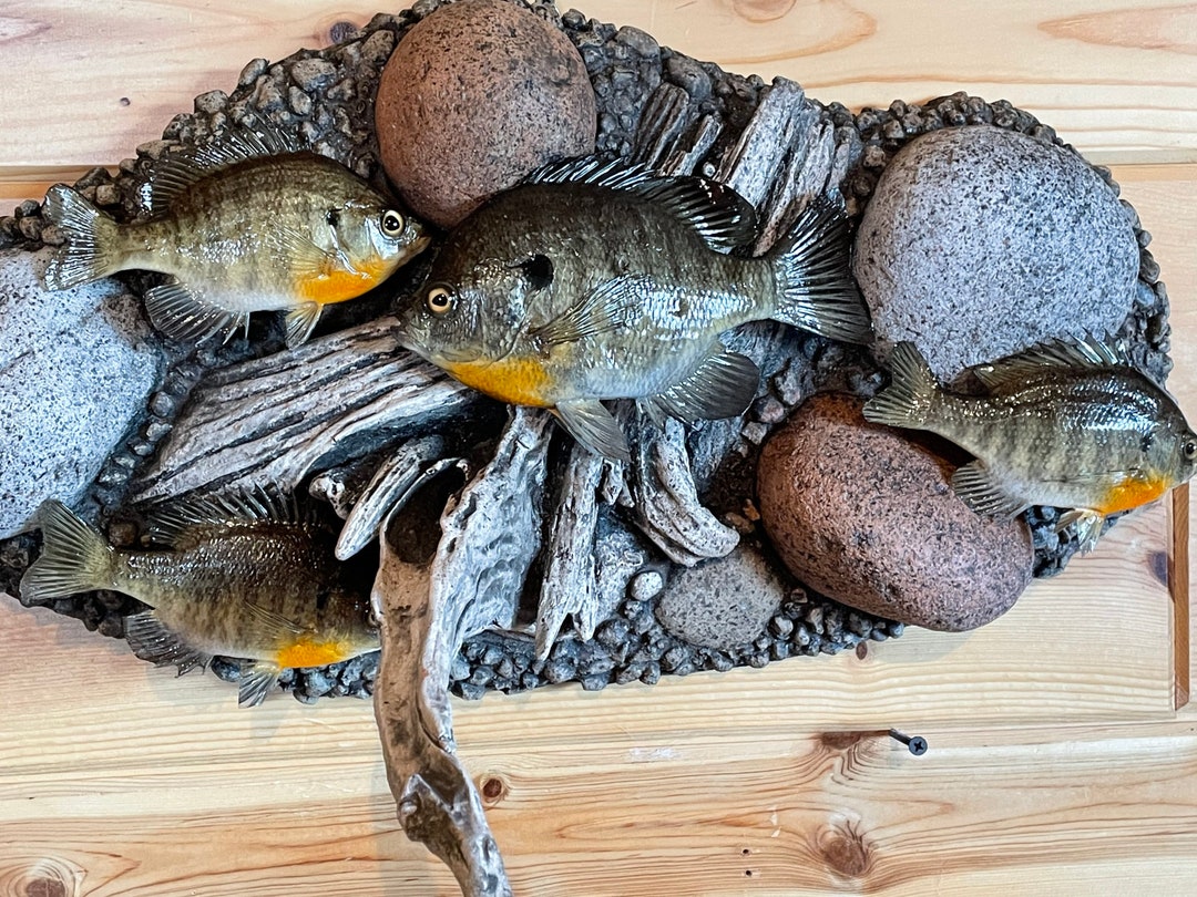 Beautiful Fish Taxidermy Wall Mount Art Scene Sunfish Panfish - Etsy