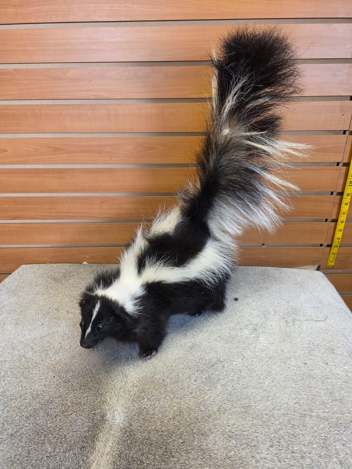 KMSK28 - Full-body Skunk Taxidermy Mount - Etsy