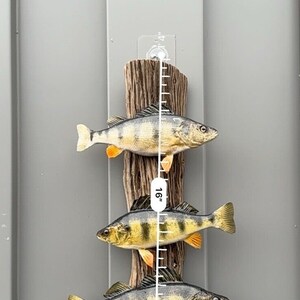 Beautiful Perch Fish Taxidermy Wall Mount Art Wildlife - Etsy