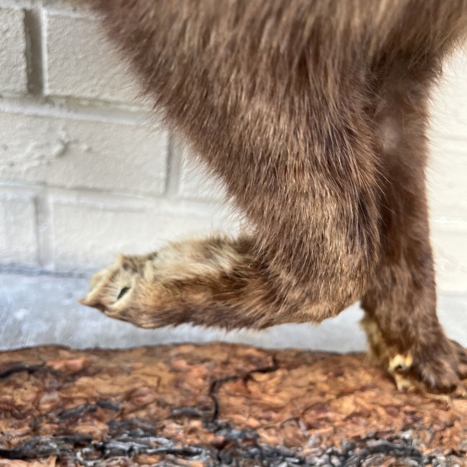 Taxidermy Red Fox full Body on Pine Log - Etsy