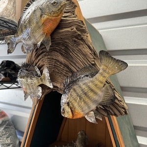 Real Skin Beautiful Sunfish Fish Taxidermy Wall Mount - Etsy