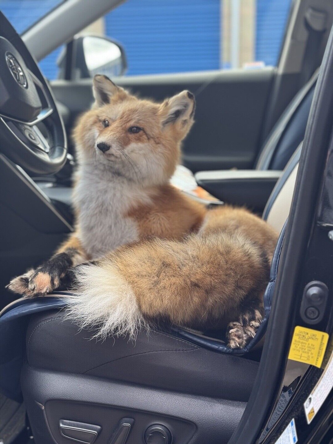 Stunning Real RED FOX Mount Taxidermy Brand New - Etsy