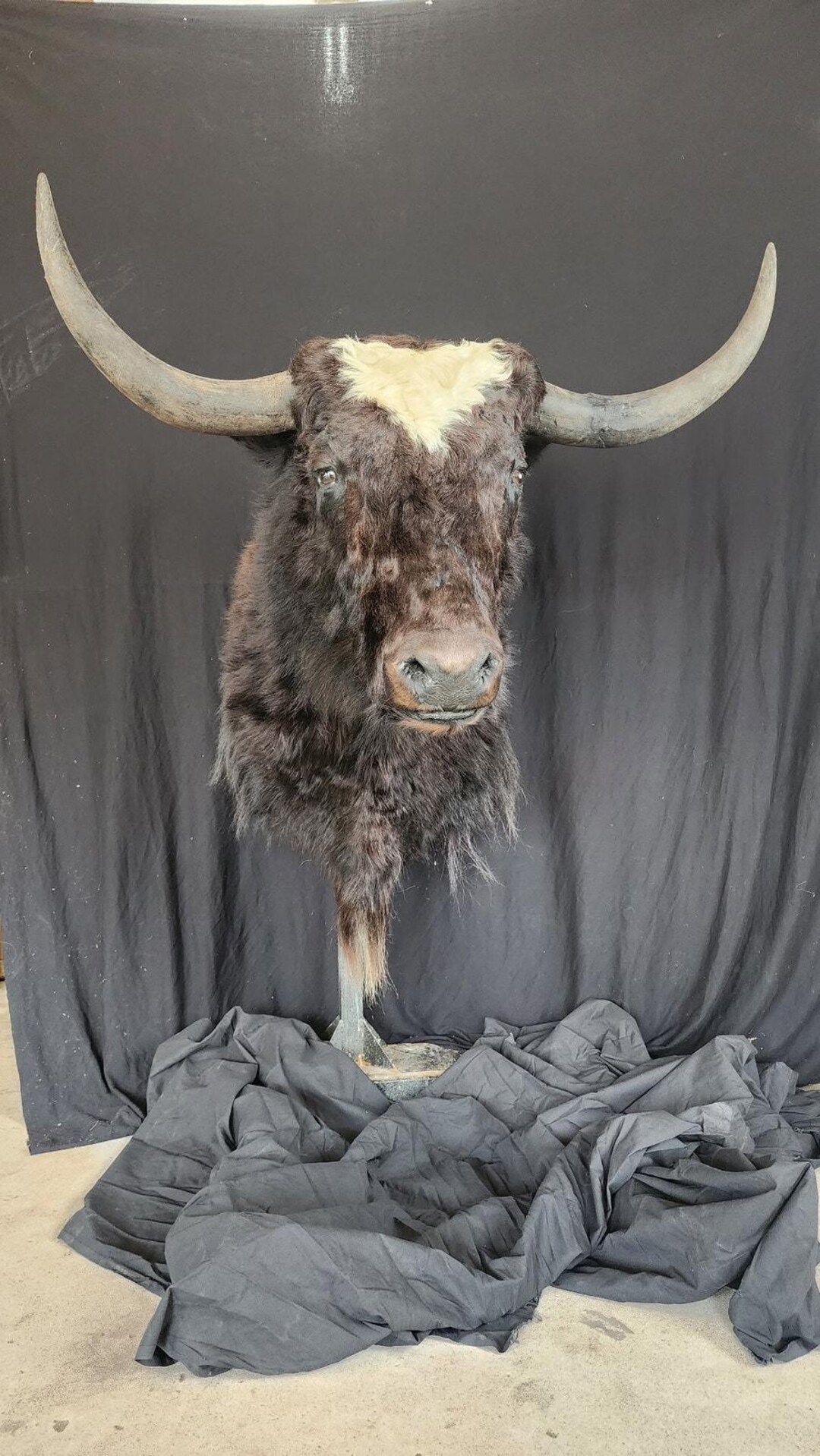 FHBRAD2 - XL Yak Taxidermy Shoulder Mount Bull - Etsy