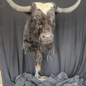 FHBRAD2 - XL Yak Taxidermy Shoulder Mount Bull - Etsy