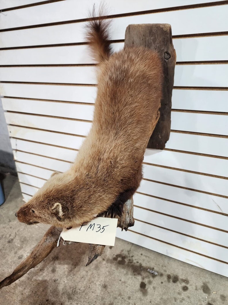 Rare Long Fur Fisher Taxidermy Mount - Etsy
