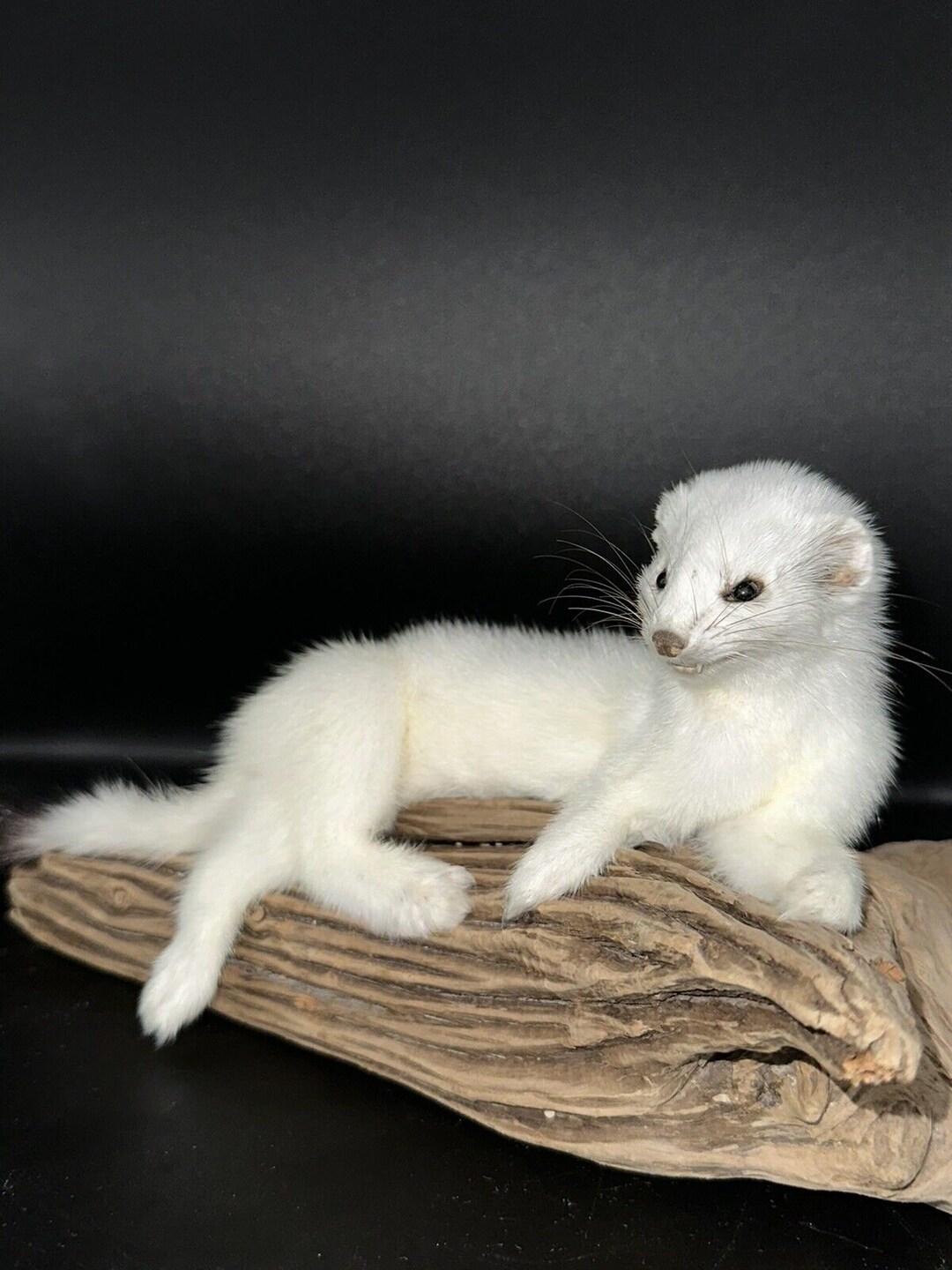 Beautiful Adorable Weasel Ermine Small Animal Taxidermy Mount Art ...