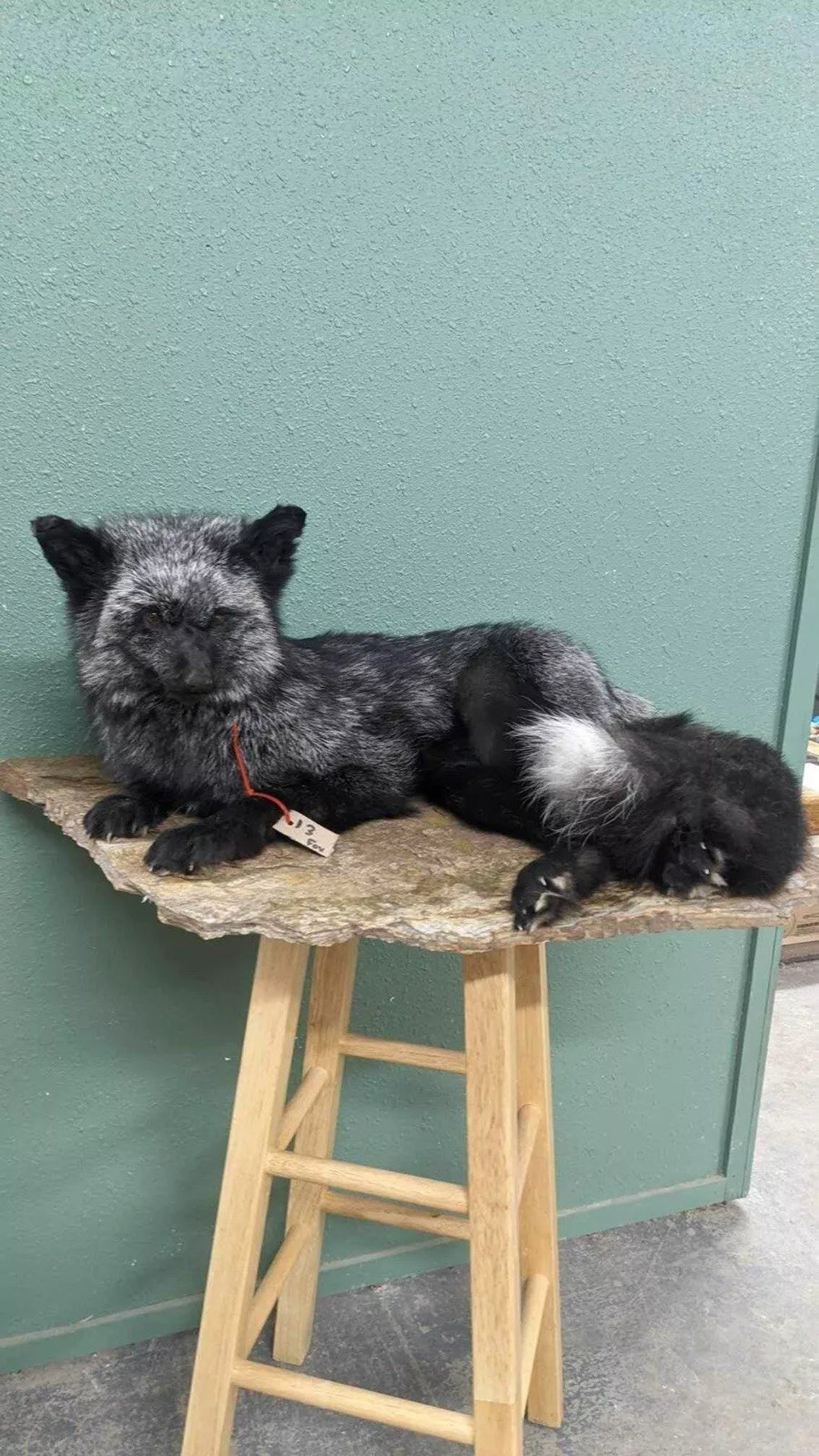 Stunning Real Cross FOX Mount Taxidermy Brand New - Etsy