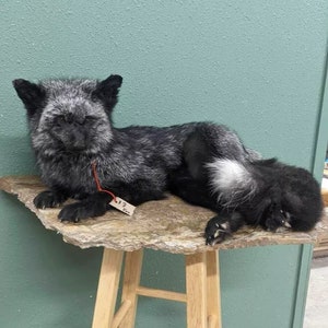 Stunning Real Cross FOX Mount Taxidermy Brand New - Etsy