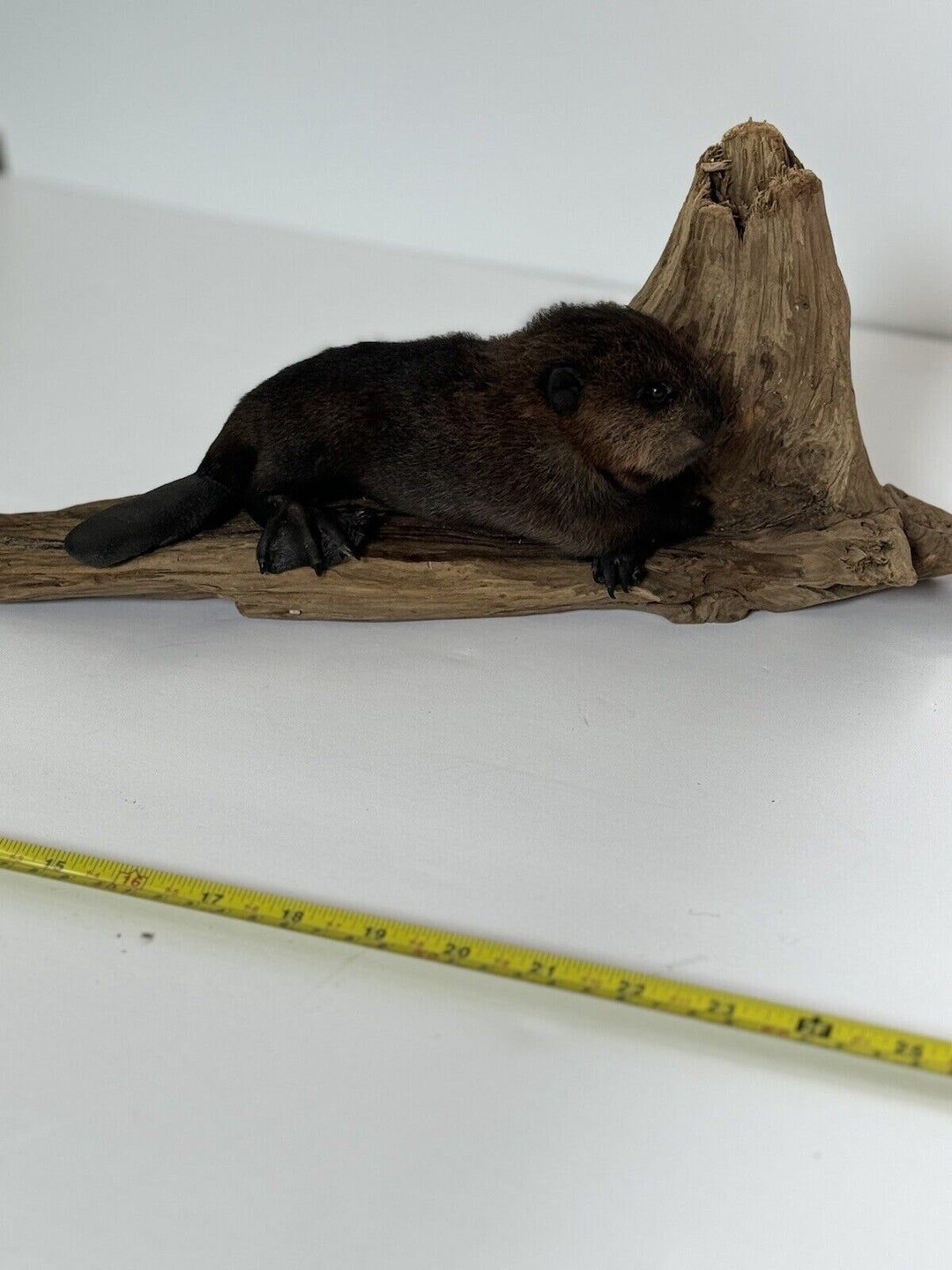 Beautiful Adorable Baby Beaver Kit Taxidermy Mount Art Wildlife #8 - Etsy